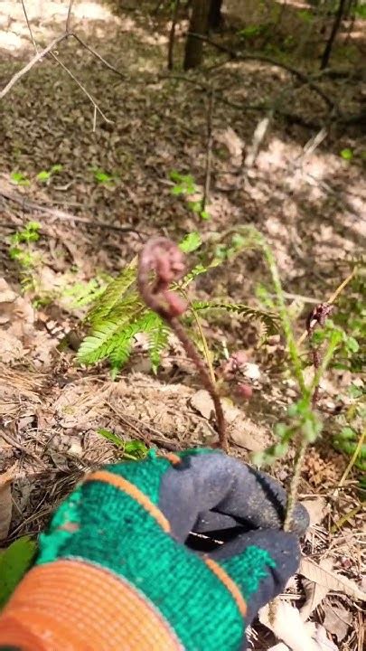 고사리와 고비의차이~ 고사리 고비 자연 Youtube