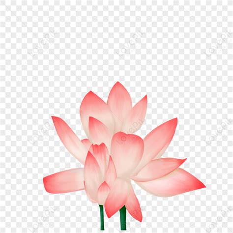 연꽃 Png 일러스트 무료 다운로드 Lovepik