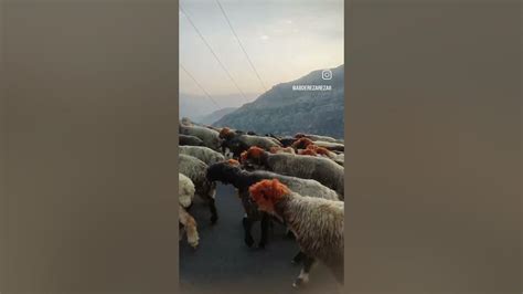 کوچ عشایر بختیاری Youtube