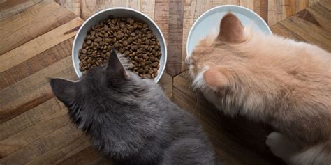What Time Of Day Should You Feed Cats How Often
