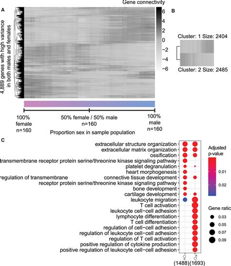 Sex Stratified Gene Regulatory Networks Reveal Female Key Driver Genes Of Atherosclerosis Sex Stratified Gene Regulatory Networks Reveal Female Key Driver Genes Of Atherosclerosis