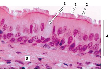 下图中的上皮组织为？ 上学吧找答案
