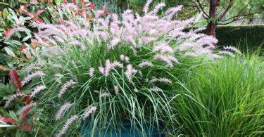 Спилантес: фото, выращивание из семян, посадка, уход, лечебные свойства