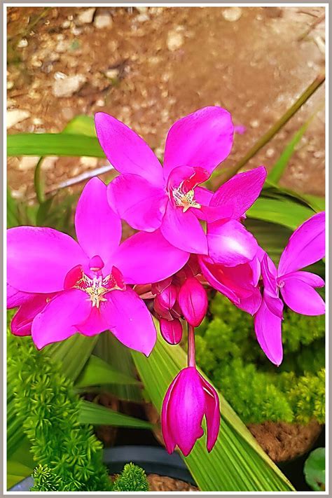 How Do Orchids Keep Growing Orchid Soil Orchids Growing Orchids