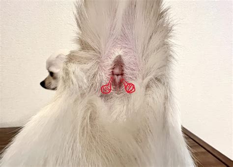 肛門腺絞りのタイミング犬がお尻歩きをしている時の対処法 犬と生きる