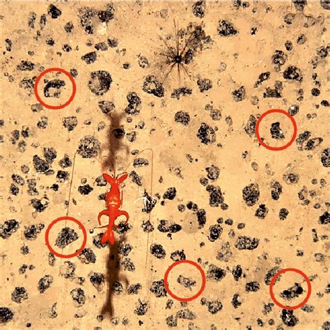 An Example Of A Nodule Bearing Seabed The Crushed Fragments Of Nodules Download Scientific