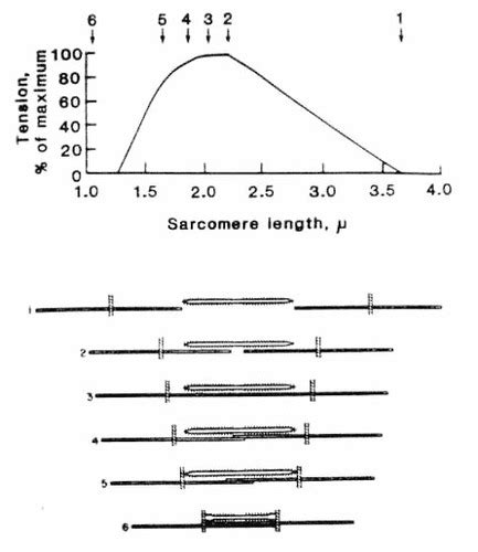 Neuro Lecture Flashcards Quizlet