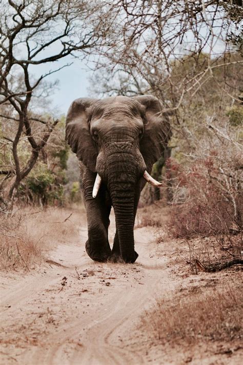 Elephant Iphone Background
