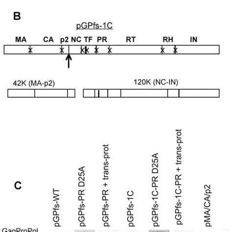 Schematic Diagram For The Gagpropol Polyprotein Precursor Generated Download Scientific Diagram