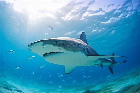 海洋下面的海洋生物高清图片下载 正版图片600178954 摄图网 海洋下面的海洋生物高清图片下载 正版图片600178954 摄图网