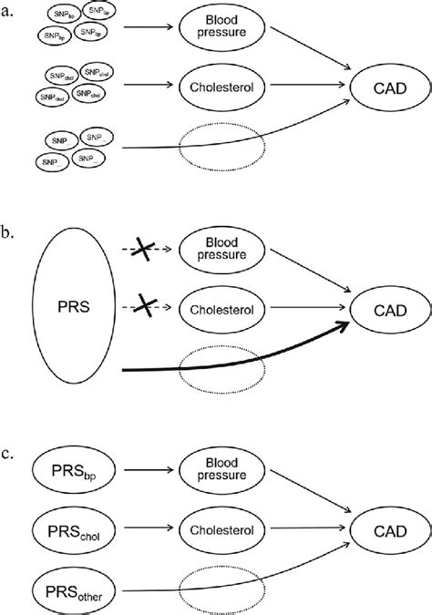 Independent Effects Between Single Nucleotide Polymorphisms Polygenic Download Scientific