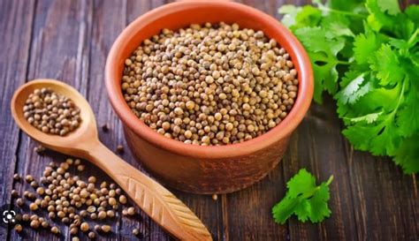 တပိဿာ တသောင်းခွဲကျော်နေတဲ့ ရွှေနံနံပင်ကို အိမ်မှာတင် အလွယ်တကူ စိုက်ပ