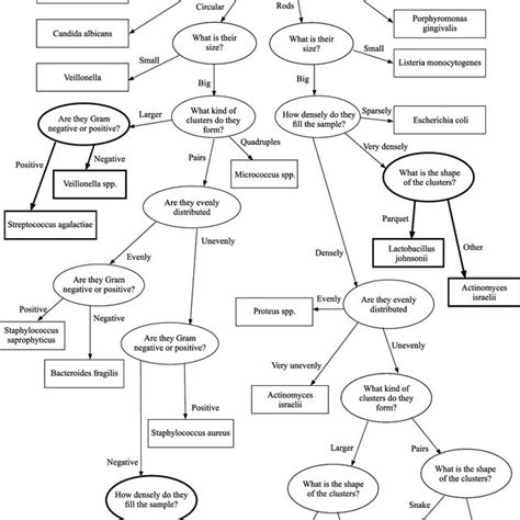 Example Of A Decision Tree For Selected Genera And Species Of Bacteria Download Scientific