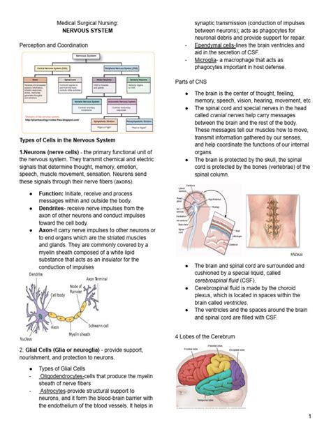 Ms Nervous System Notes Precy Finals Pdf Neuron Axon