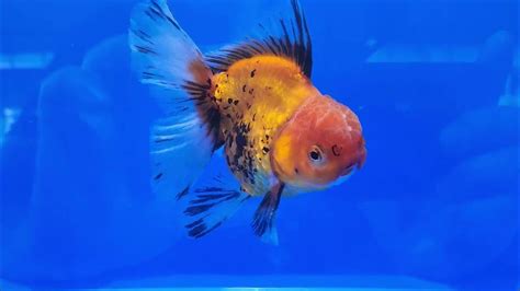 울산금붕어 삼색오란다 0531e Youtube