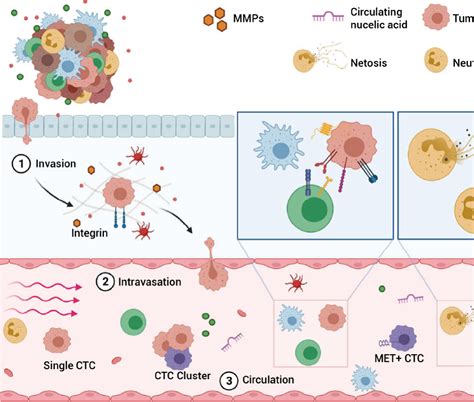 免疫检查点 新星：hla E Medchemexpress 脉脉