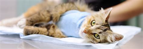 Cat Surgeries Everything To Know About Various Procedures And Care