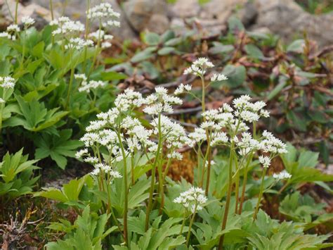 イワヤツデ 花図鑑 五十音順 花図鑑 白馬五竜高山植物園