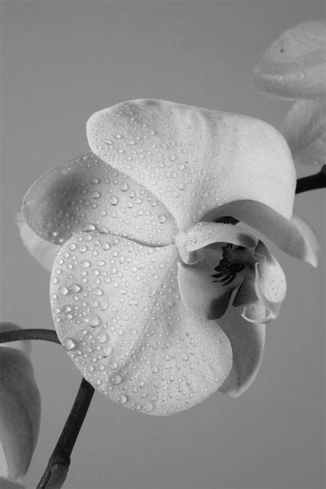 Black And White Orchid Photography