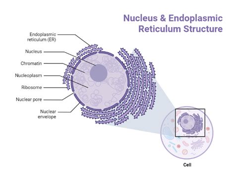 Endoplasmic Reticulum Diagram In A Cell