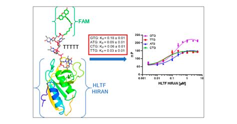 Dna Sequence Specificity Reveals A Role Of The Hltf Hiran Domain In The