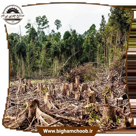 تأثیرات اقتصادی و اجتماعی جنگل‌زدایی صنایع چوب بی غم