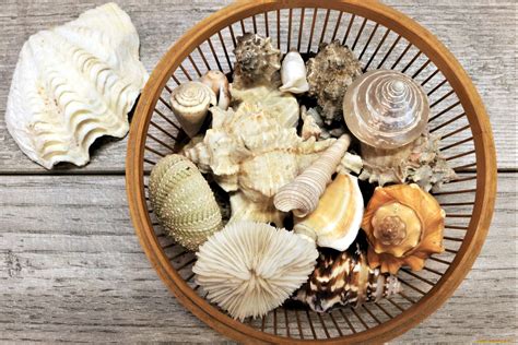 Обои Разное Ракушки, кораллы, декоративные и spa-камни, обои для ...