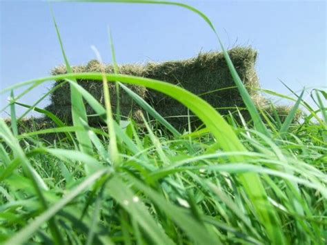 Teff Grass Eragrostis Tef Dessie Teff Great Basin Seed