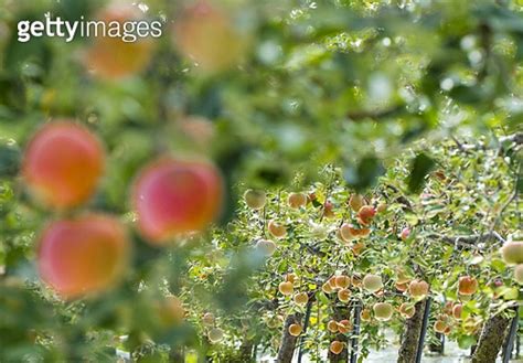사과 사과밭 과수원 열매 빨강 가을 나무 식물 농촌 농업 밭 논밭 풍경 전경 실외 장성군 전남 한국 국내여행 A12150361 게티이미지뱅크