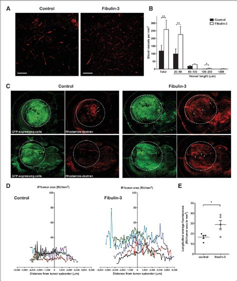 Figure 1 From Novel Paracrine Modulation Of Notch Dll4 Signaling By