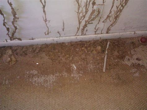A Brief Guide To Termite Mud Tubes