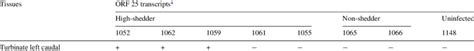 Detection Of Orf 25 Transcripts By Reverse Transcriptase Rt Pcr Using