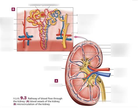 Bio 202 Lab 9 Urinary System 3 Diagram Quizlet
