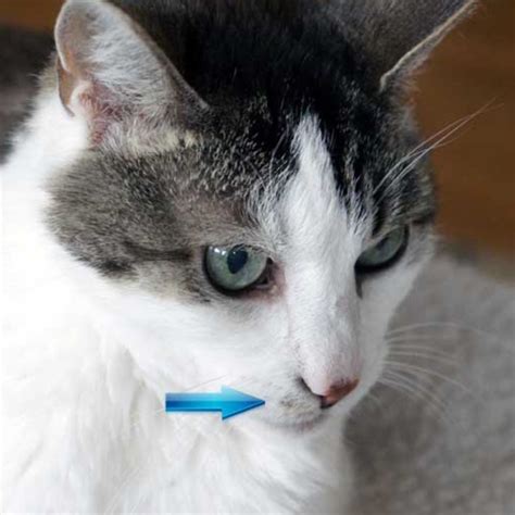 Whisker Spot Patterns Identifying Cats The Tiniest Tiger