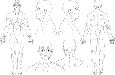 Diagram Dermatology Body Diagram Mydiagramonline