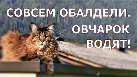 Кот Вилли и овчарка Куинни Youtube