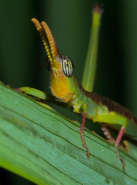 Matchstick Grasshopper Eumastacidae Airlie Beach P1050987 Airlie