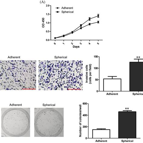 Biological Characteristics Of Adherent And Spherical Cells In Vitro Download Scientific