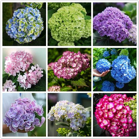 Hydrangea Flower Seeds 20pcs Mixed Hydrangea Seeds Flower Seeds
