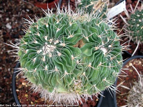 Succulent Atlas - Peter Lapshin