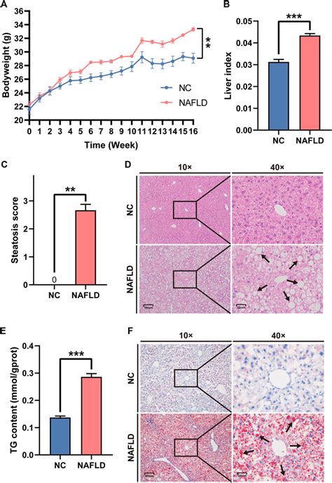 Frontiers Profile Analysis And Functional Modeling Identify Circular RNAs In Nonalcoholic