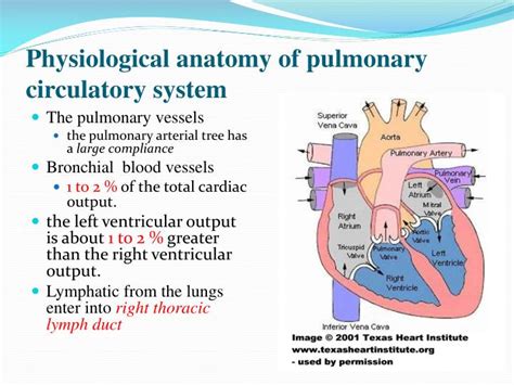 Ppt Transport Circulation Immunity Powerpoint