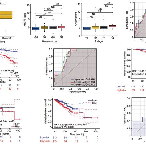 Autophagy Related Gene Prognostic Index Argpi Score And Its Clinical Download Scientific