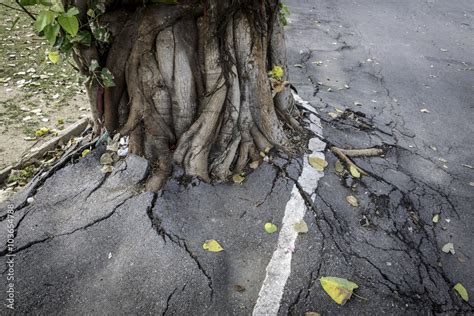 Tree Roots Causing Road Damage Stock Photo Adobe Stock