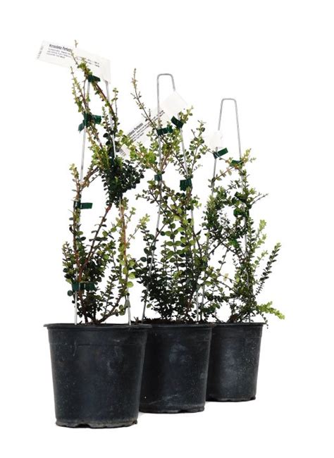 Metrosideros Perforata White Rata The Plant Store Nz