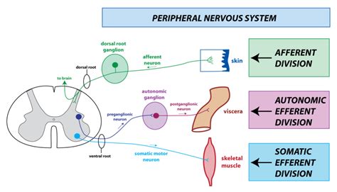 Peripheral Nervous System 375 Human Physiology In Health And Disease Pbio 375