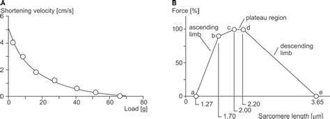 Force Velocity And Force Length Relationships Force Velocity Download Scientific Diagram