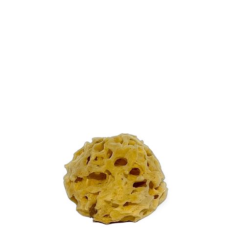 Cycladic Sea Sponges Nefysi