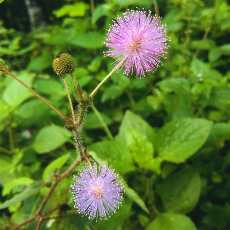 Gambar Bunga Putri Malu Wanda Lambert