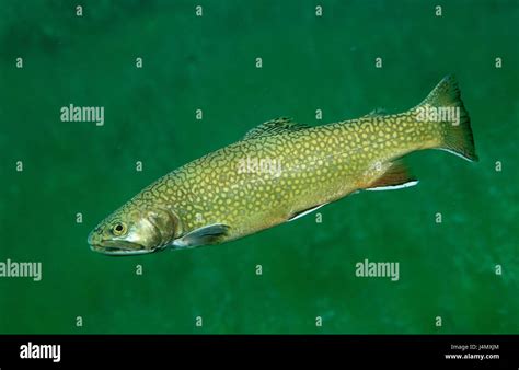 Bach Saibling Fotos Und Bildmaterial In Hoher Auflösung Alamy